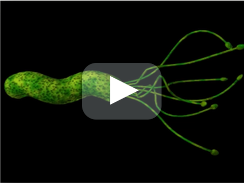 ARUPConsult | The Physician's Guide to Laboratory Test Selection and ...